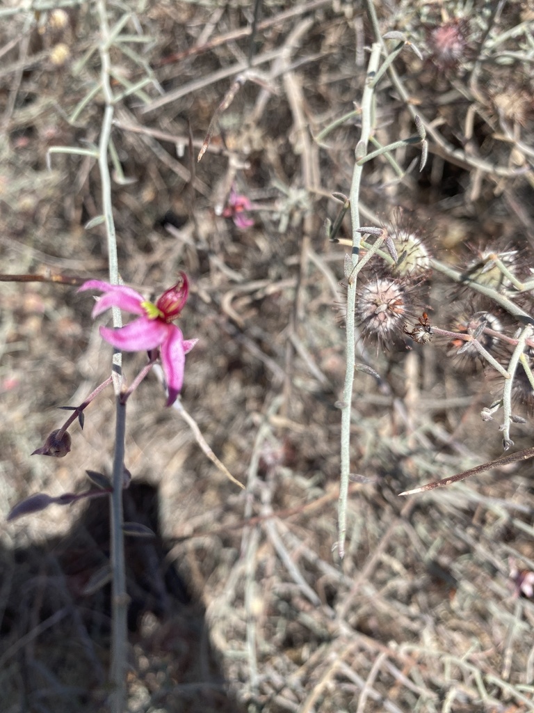 White Rhatany from Loreto, MX-BS, MX on April 28, 2025 at 11:26 AM by ...