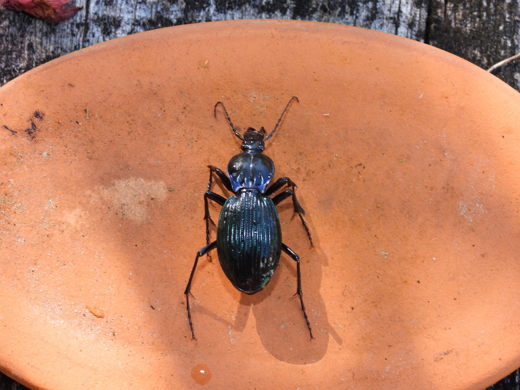 Pamborus from Coomba Park NSW 2428, Australia on May 2, 2025 at 02:26 ...