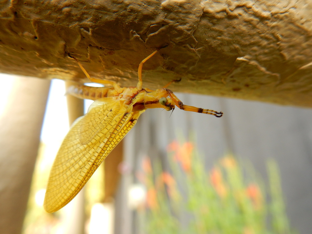 Giant Mayfly from Fort Worth, TX, USA on September 22, 2016 at 08:52 AM ...