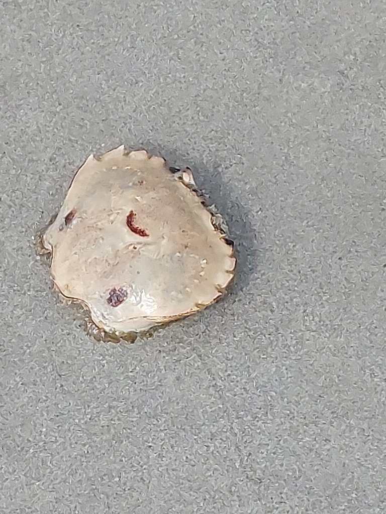 Rowing Crab from South Africa on April 28, 2025 at 12:08 PM by ...