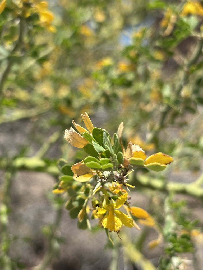 Palo brea desde 23893 San Javier, B.C.S., México el 26 de abril de 2025 ...