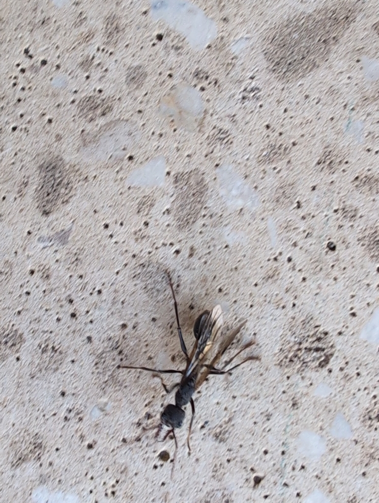 Inch Ant from Mile End SA 5031, Australia on May 2, 2025 at 04:12 PM by ...