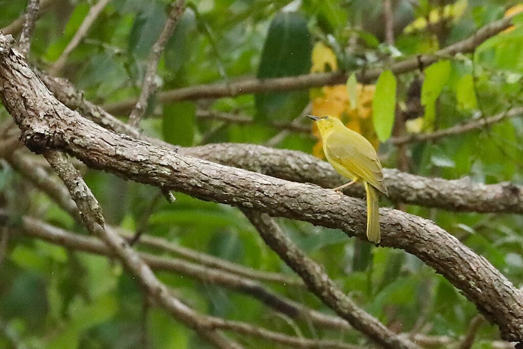 Yellow Honeyeater from Netherdale QLD 4756, Australia on May 2, 2025 at ...