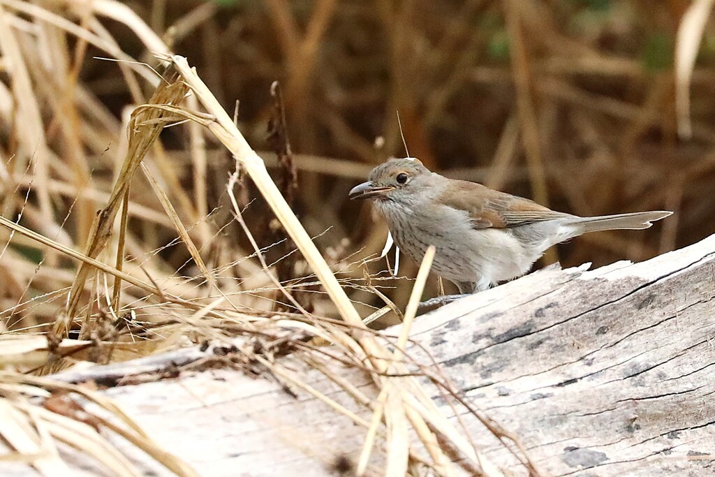 Grey Shrikethrush from Netherdale QLD 4756, Australia on May 2, 2025 at ...