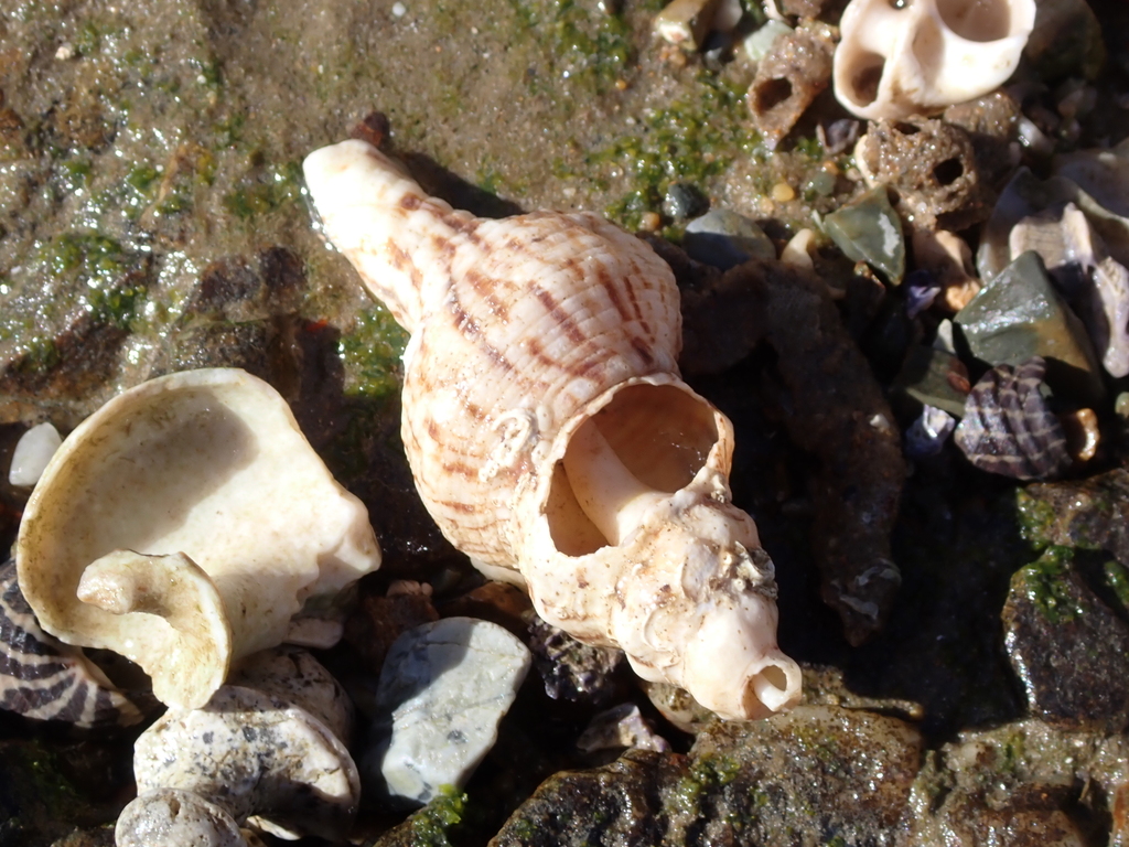 Nicobar spindle from Minnie Water NSW 2462, Australia on May 1, 2025 at ...