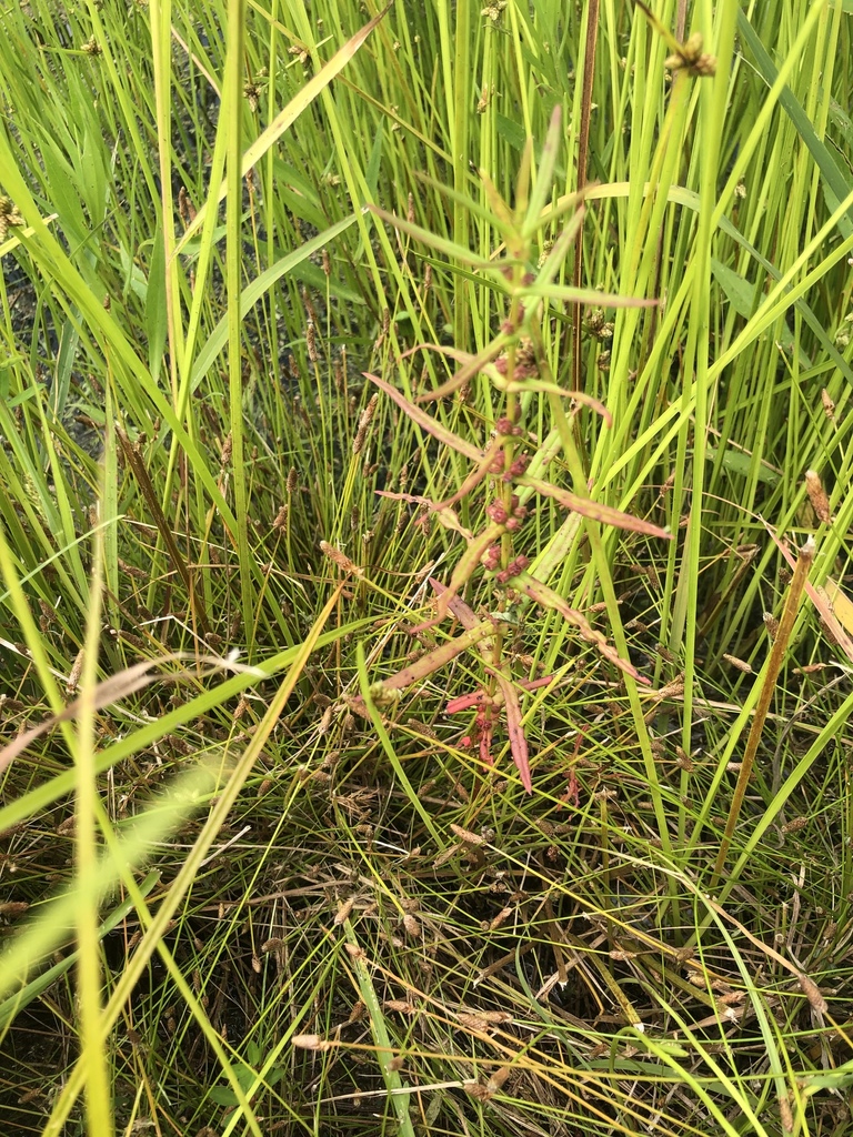 Scarlet Toothcup from State Route H, Fayette, MO, US on August 29, 2019 ...