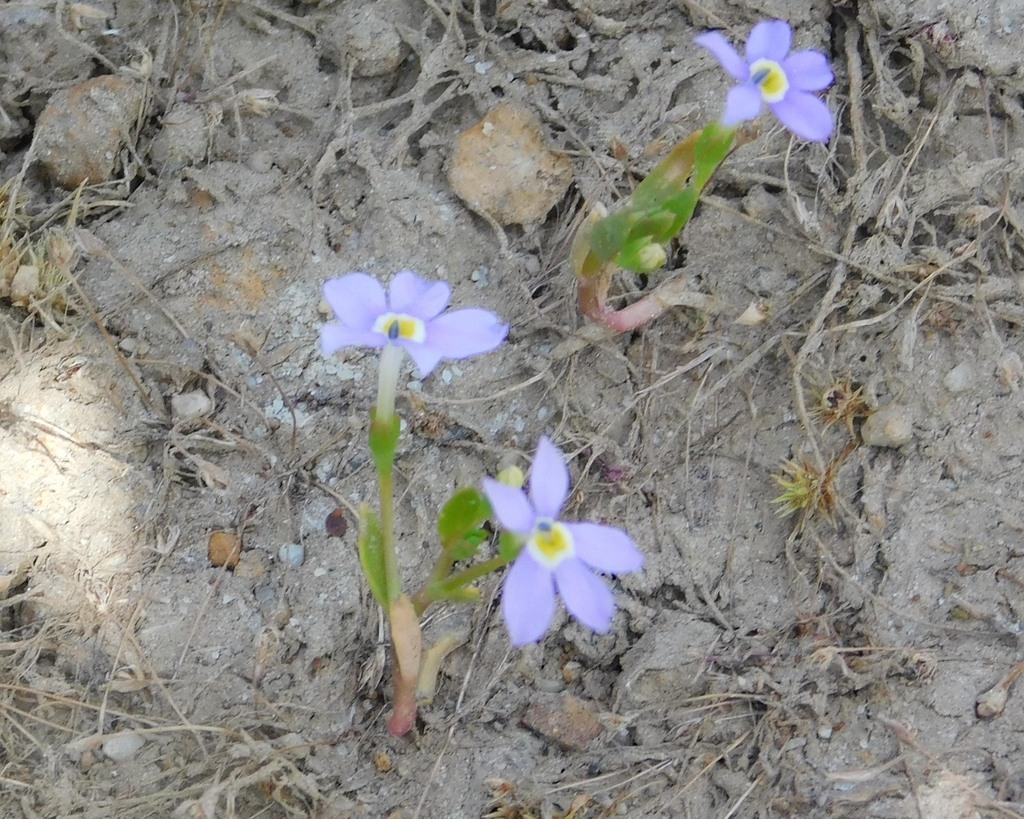 (Isotoma pusilla) - Botanical Realm