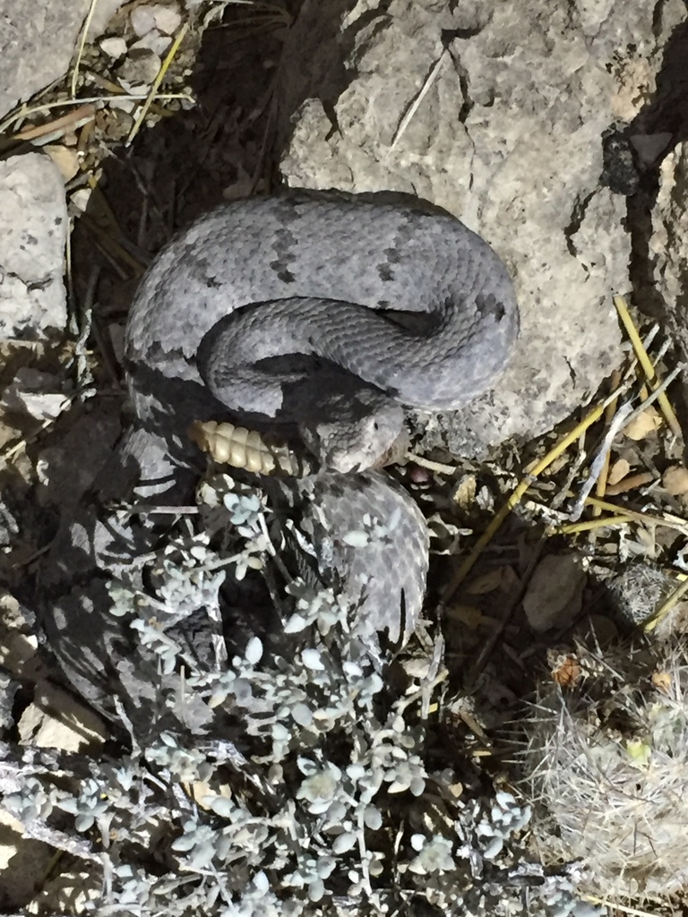 Mottled Rock Rattlesnake in August 2019 by Richard Brown. Culberson ...