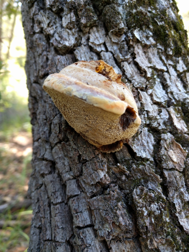 Inocutis dryophila from Cochise County, US-AZ, US on August 30, 2019 at ...