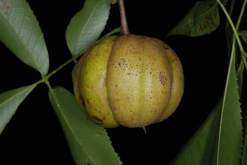 walnut family (Juglandaceae (Walnut) of the Pacific Northwest ...