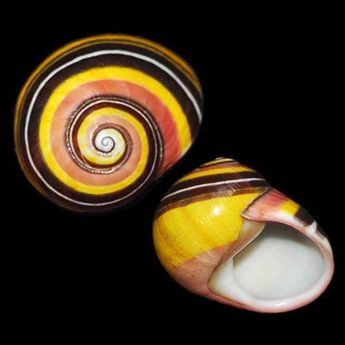 Subspecies Polymita picta roseolimbata · iNaturalist