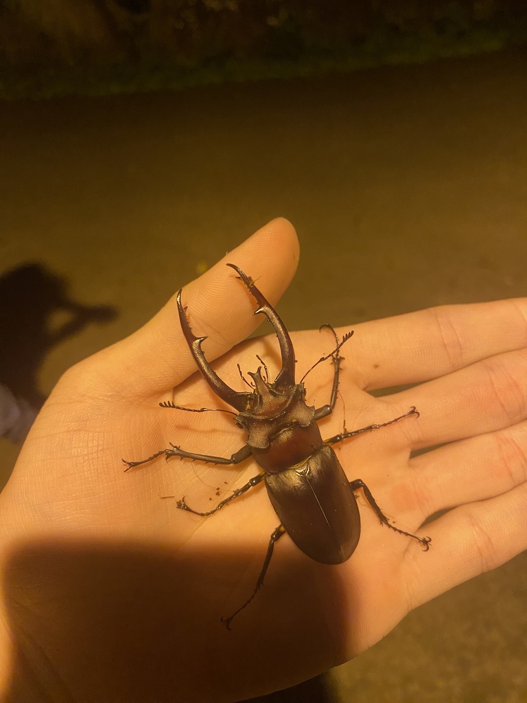 Lucanus formosanus from 台灣臺北 on July 3, 2024 at 07:52 PM by wuying_0112 ...