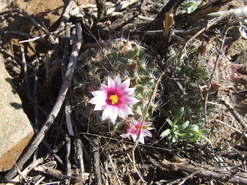 Graham's nipple cactus from El Paso, TX, USA on July 16, 2008 at 08:57 ...