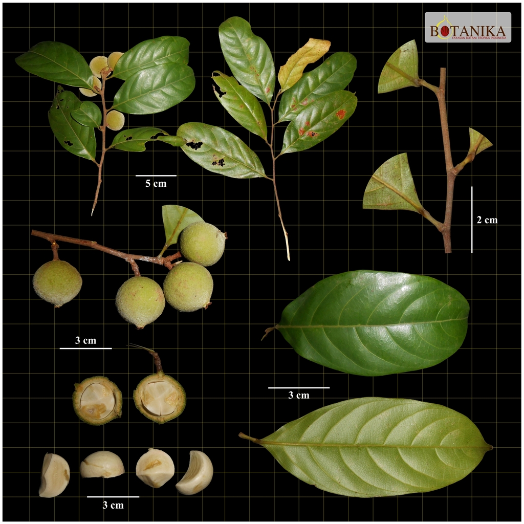 Hydnocarpus kunstleri from Permata Intan Subdistrict, Murung Raya ...