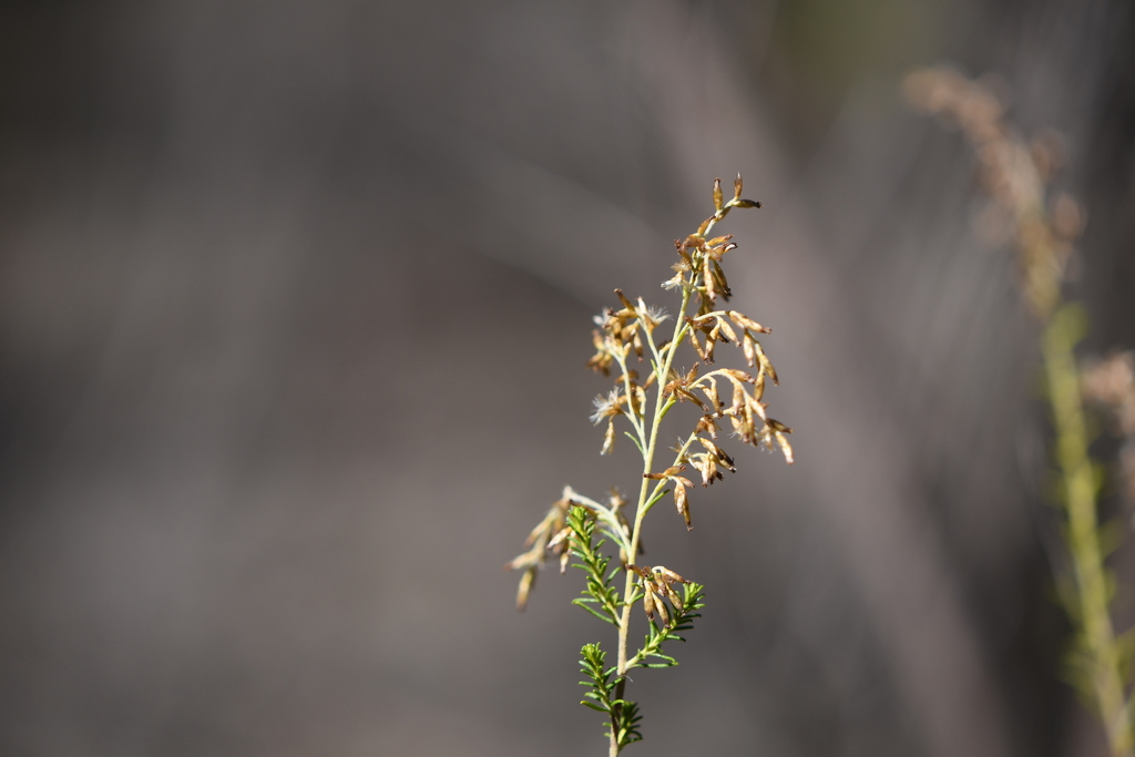 Sifton Bush from Vaughan, Tubal Cain VIC 3451, Australia on April 30 ...