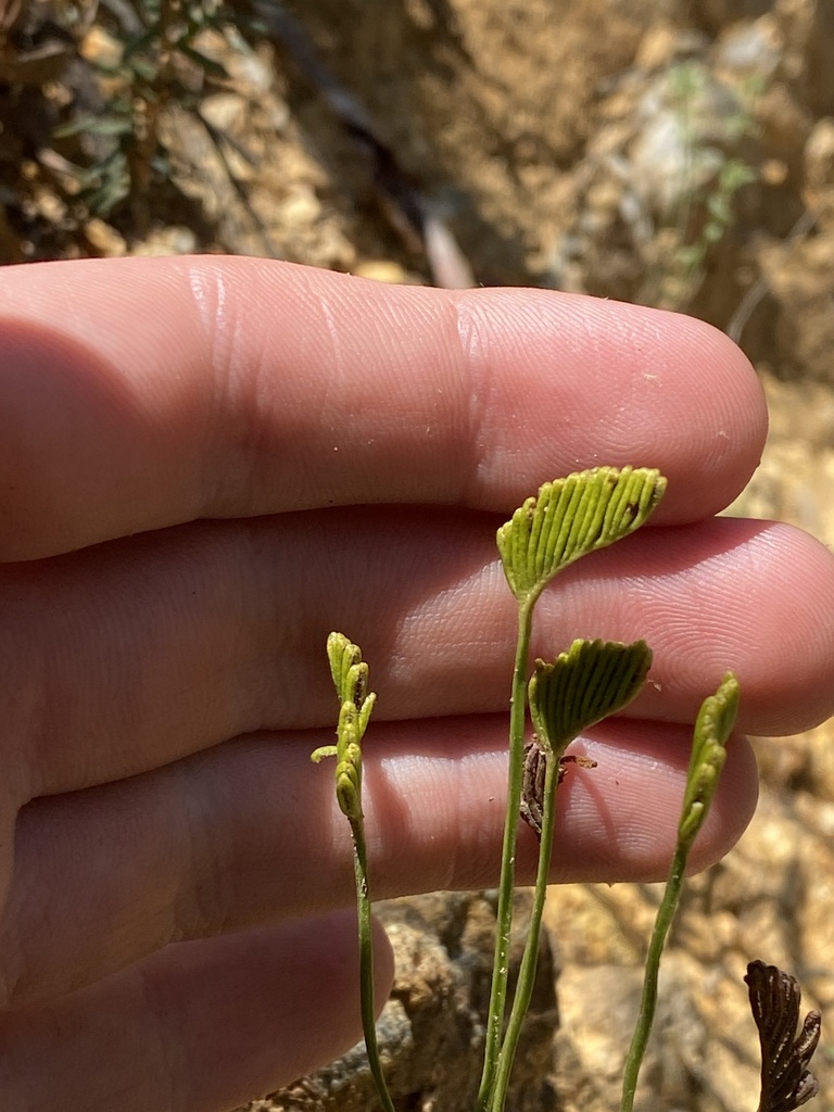 Forked Comb Fern from Namadgi National Park, Cotter River, ACT, AU on ...