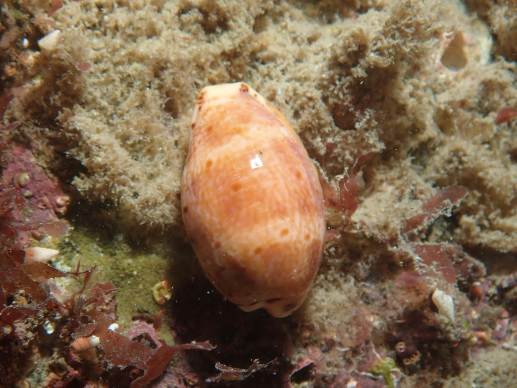 peppered cowrie from Bass Strait, Blairgowrie, VIC, AU on May 2, 2025 ...
