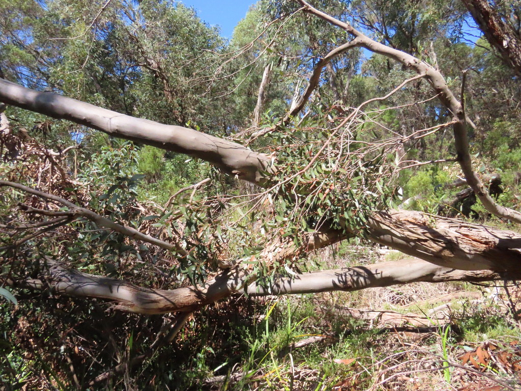 coastal white mallee gum from Fresh Dip Lake, Nora Creina SA 5276 ...