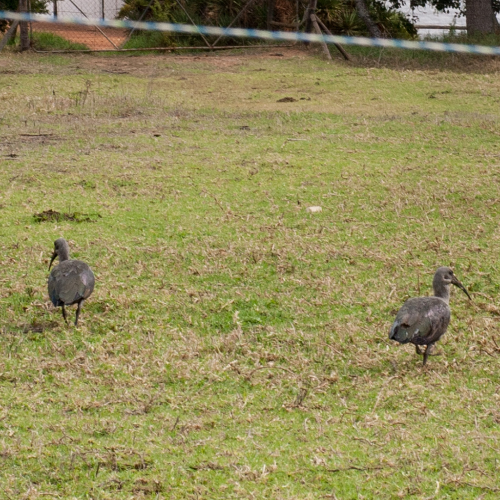 Southern Hadada Ibis from Helderberg Rural, Sir Lowry's Pass, 7135 ...