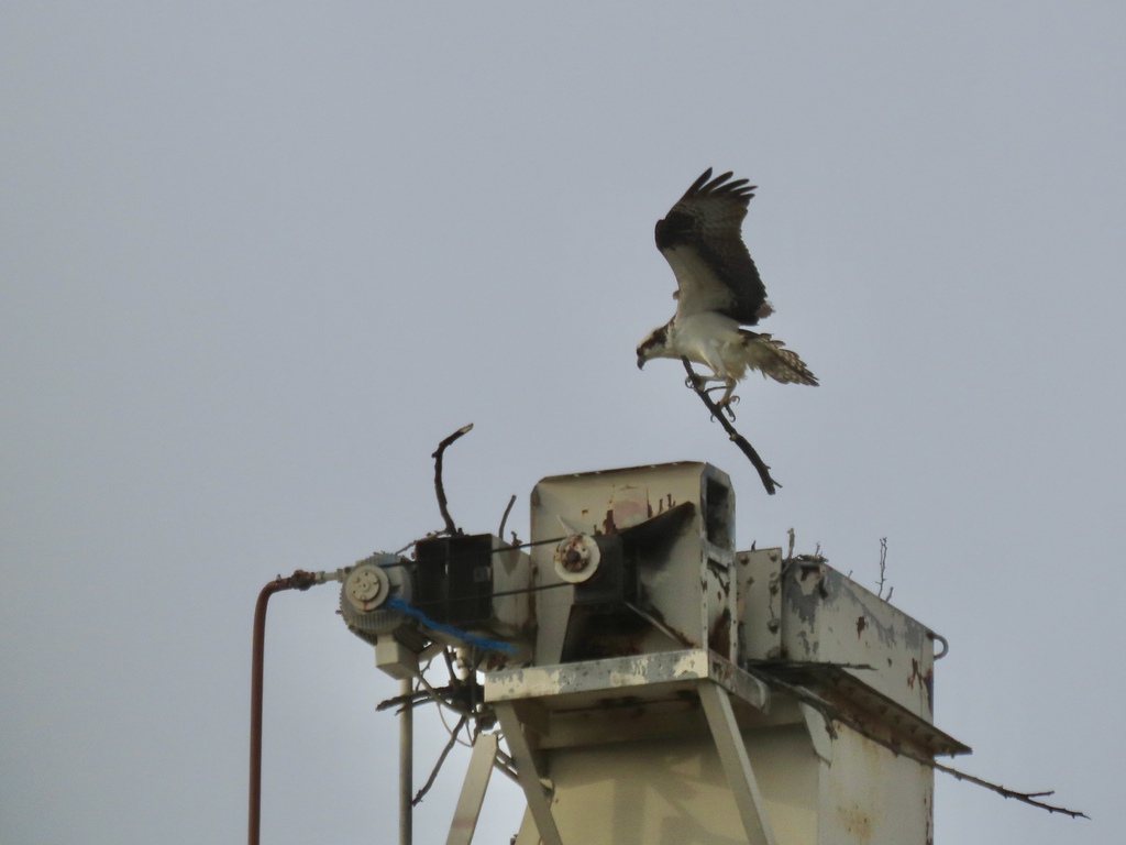 Osprey from Masonville Cove, Baltimore, MD 21226, USA on April 2, 2025 ...