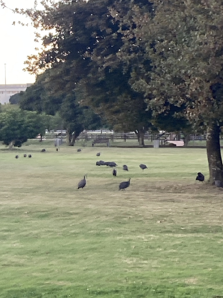 Southern Helmeted Guineafowl from Jack Muller and Danie Uys Park ...
