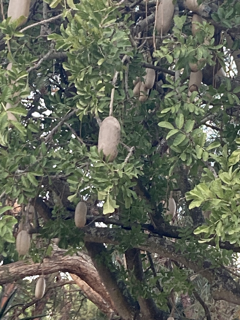 Sausage tree from Jack Muller and Danie Uys Park, Bellville, Western ...