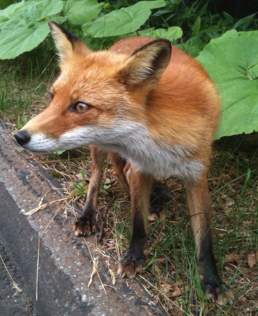 Ezo Red Fox from Biei, Kamikawa-Gun, Biei, Kamikawa-Gun, Hokkaido, JP ...