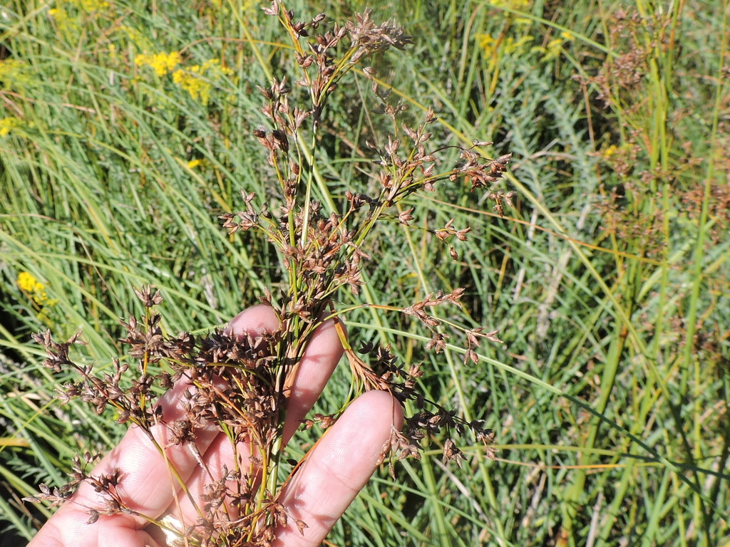 Jamaica swamp sawgrass from Mo Ranch, Hunt, Texas on September 21, 2016 ...