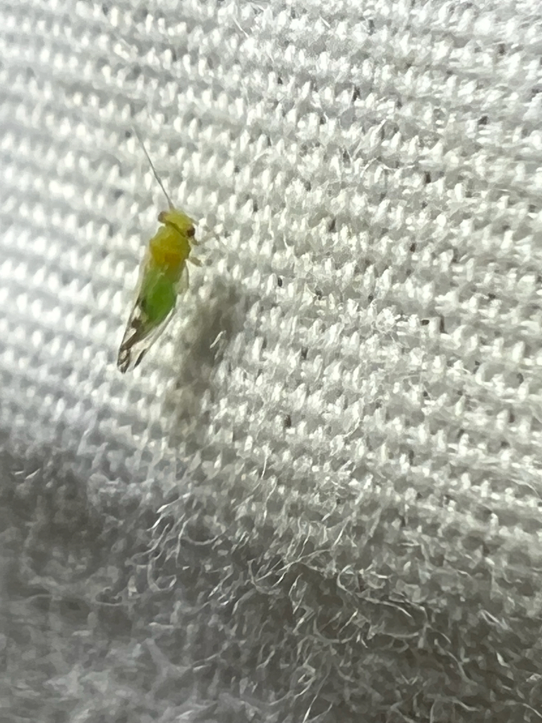 Mesquite Psyllid from Kingsbury St, Austin, TX, US on April 27, 2025 at ...