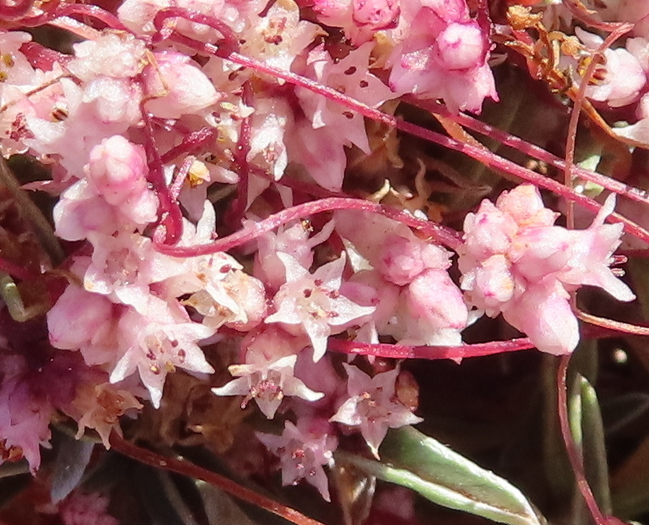 Clover Dodder from Mellieħa, Malta on May 2, 2025 at 10:24 AM by Andy ...