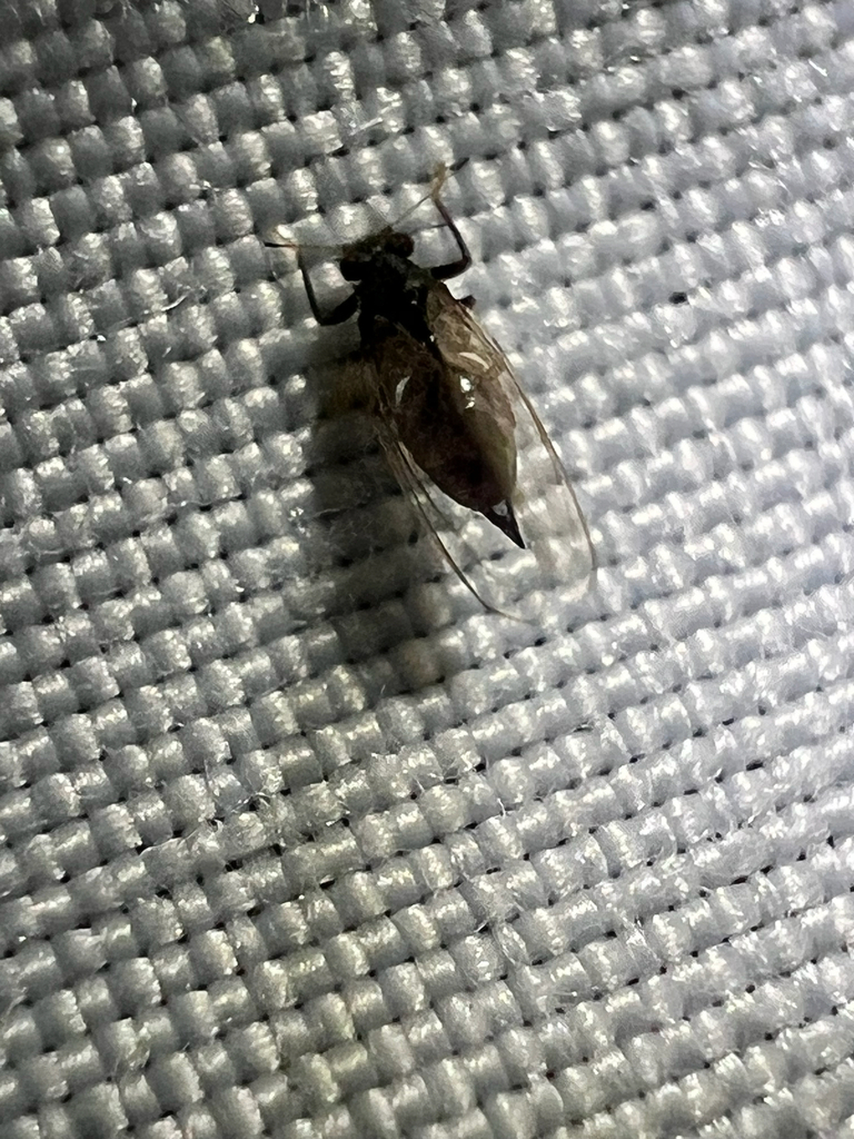 Persimmon Psyllid from Kingsbury St, Austin, TX, US on April 27, 2025 ...