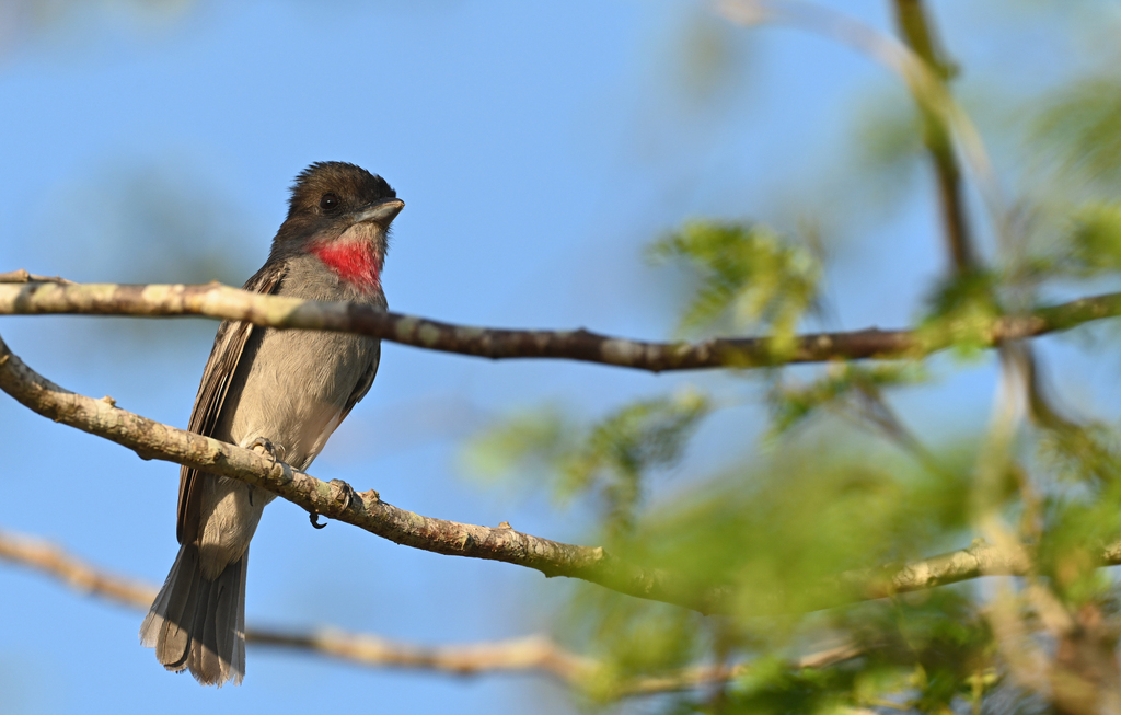 Rose-throated Becard from Mérida Municipality, Yucatan, Mexico on May 1 ...