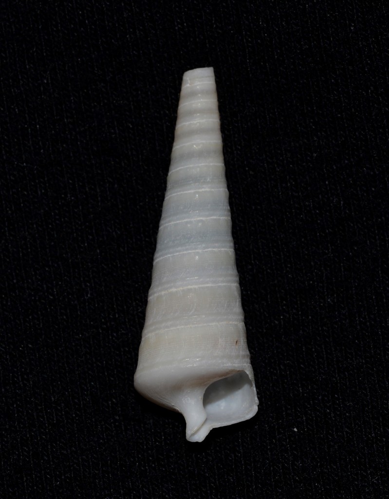 Bell Clapper from Perth WA, Australia on August 24, 2019 at 09:50 AM by ...