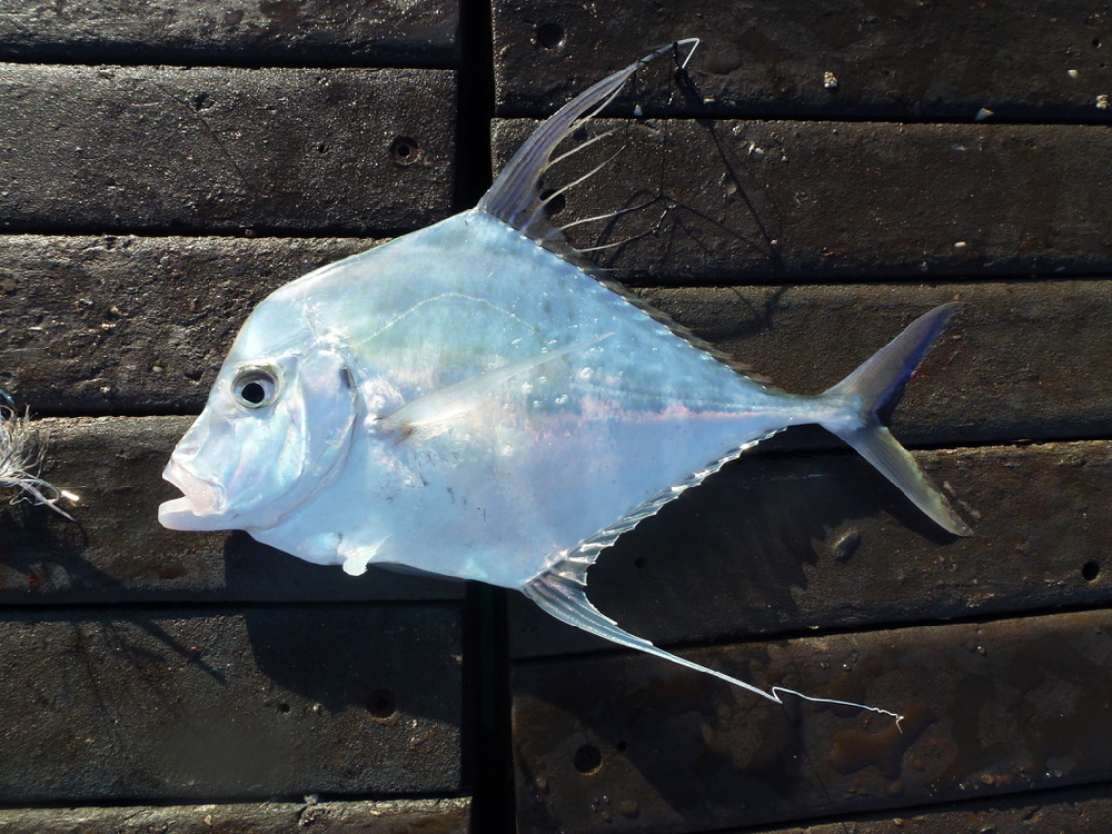 Diamond Trevally (Field guide to the marine species of the SS Yongala ...