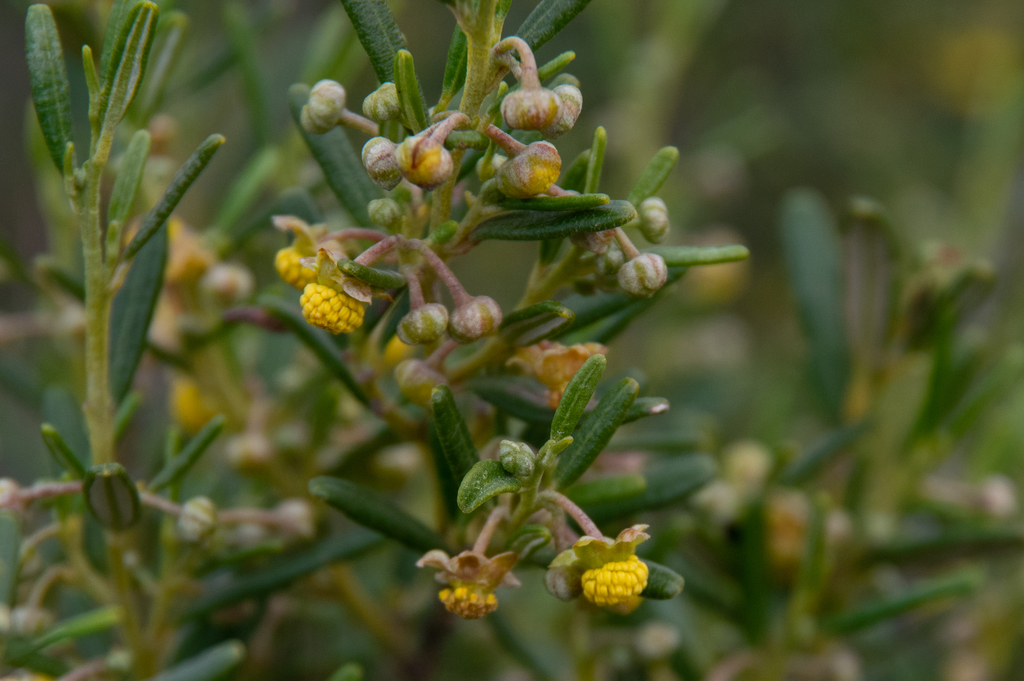 pale turpentine bush from Gawler Ranges SA 5655, Australia on August 13 ...