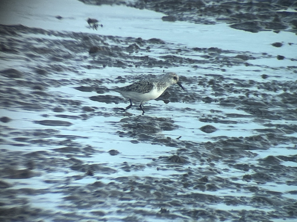 Sanderling from Golfo de California, Loreto, B.C.S., MX on April 28 ...