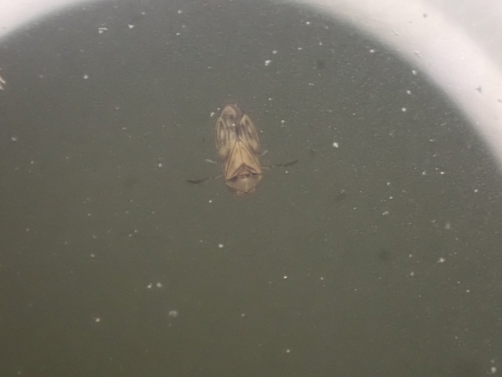 Micronecta from 269台灣宜蘭縣冬山鄉 on April 28, 2025 at 09:27 PM by Max Hsieh ...