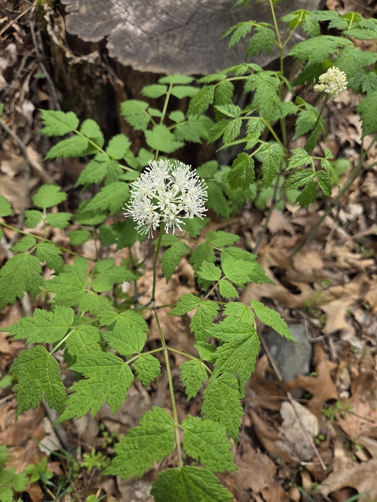 red baneberry from Delmar, NY 12054, USA on May 02, 2025 at 11:35 AM by ...