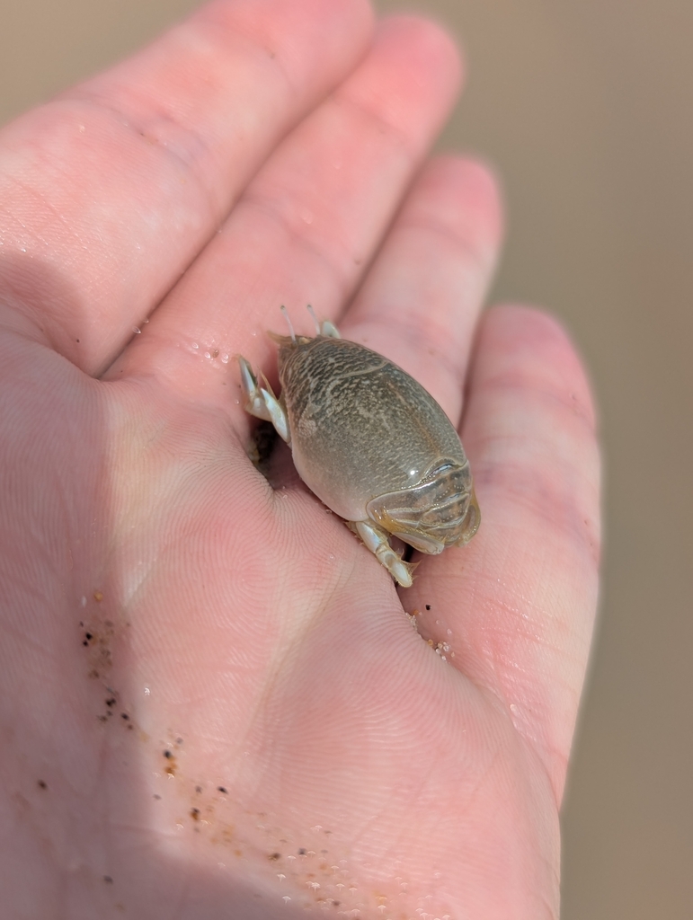 Atlantic Sand Crab from Lewes, DE 19958, USA on May 2, 2025 at 11:29 AM ...