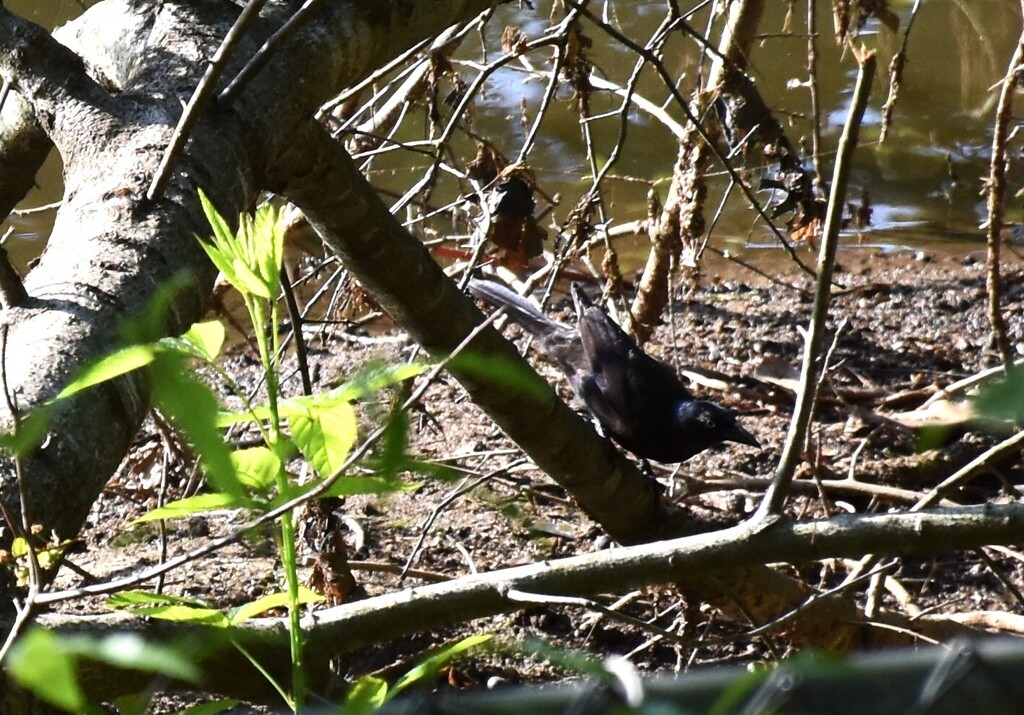 Common Grackle from Mountain Park, GA, USA on May 2, 2025 at 08:21 AM ...