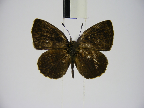 Subspecies Epitolina catori ugandae · iNaturalist