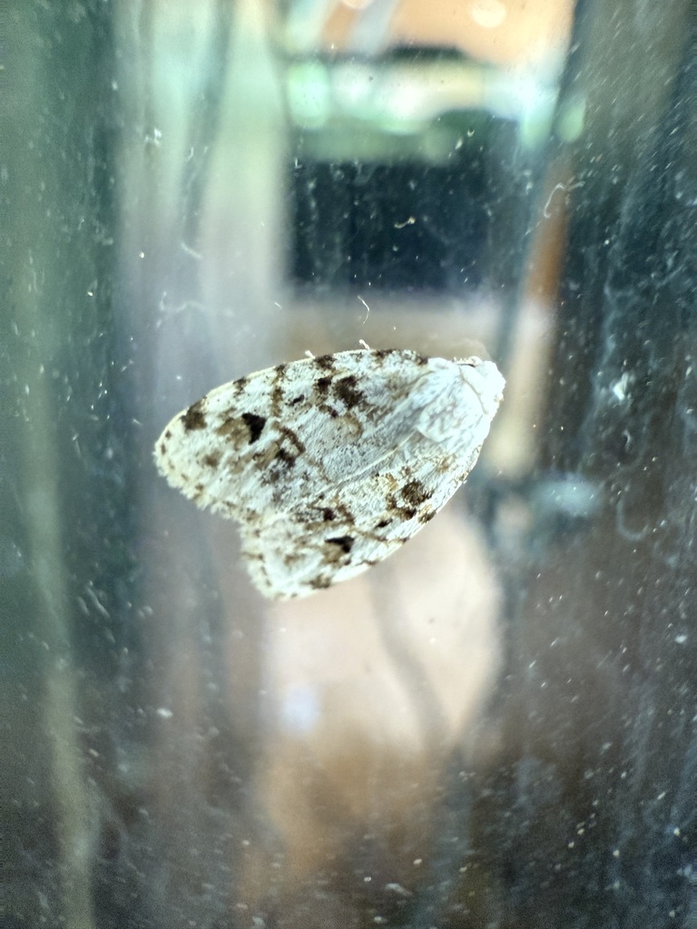 Little Ochre Lichen Moth from N Oak Hills Pkwy, Baton Rouge, LA, US on ...