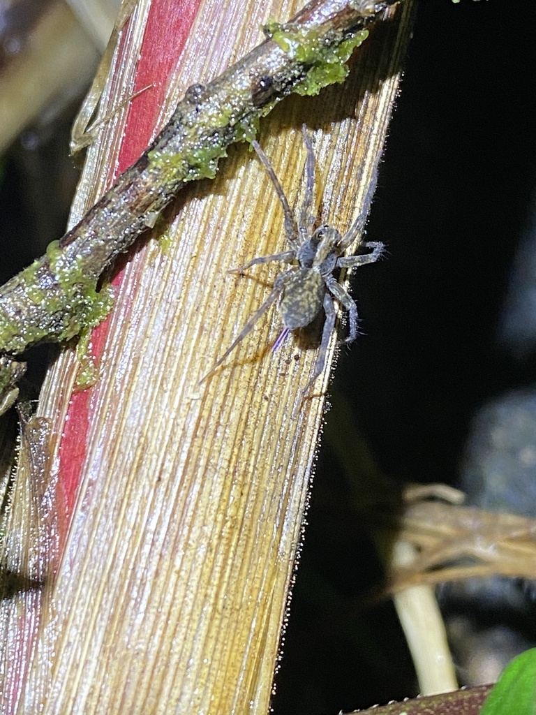 Wolf Spiders from Mera, EC-PA, EC on April 30, 2025 at 09:18 PM by ...
