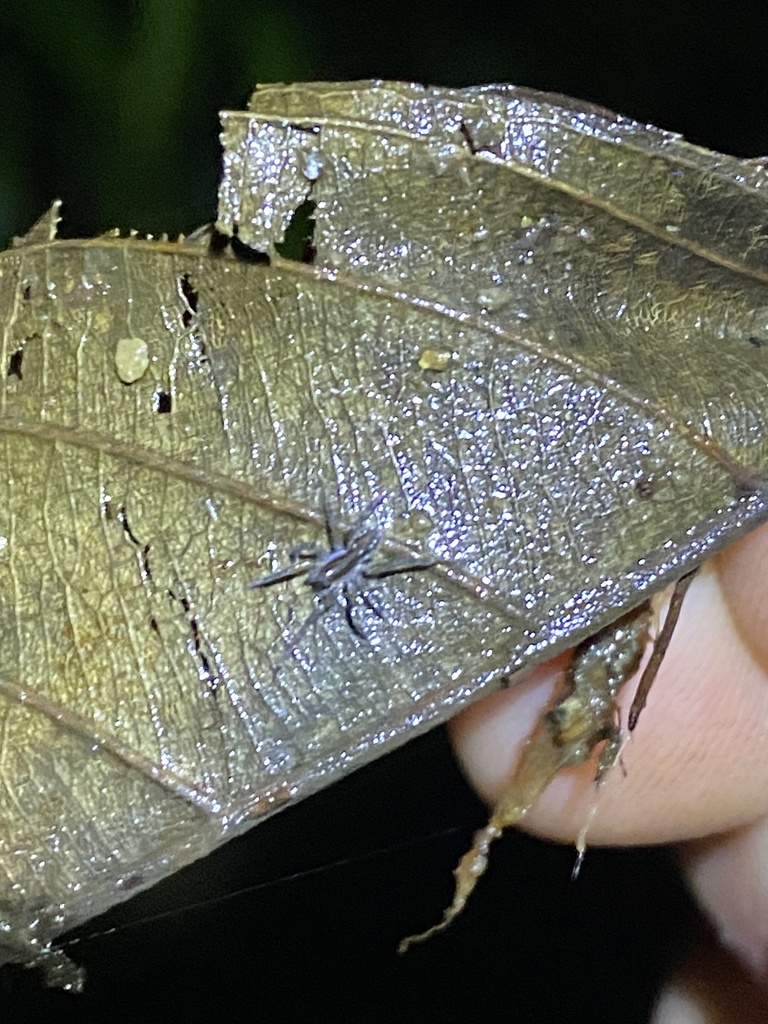 Wolf Spiders from Mera, EC-PA, EC on May 1, 2025 at 10:18 PM by ...