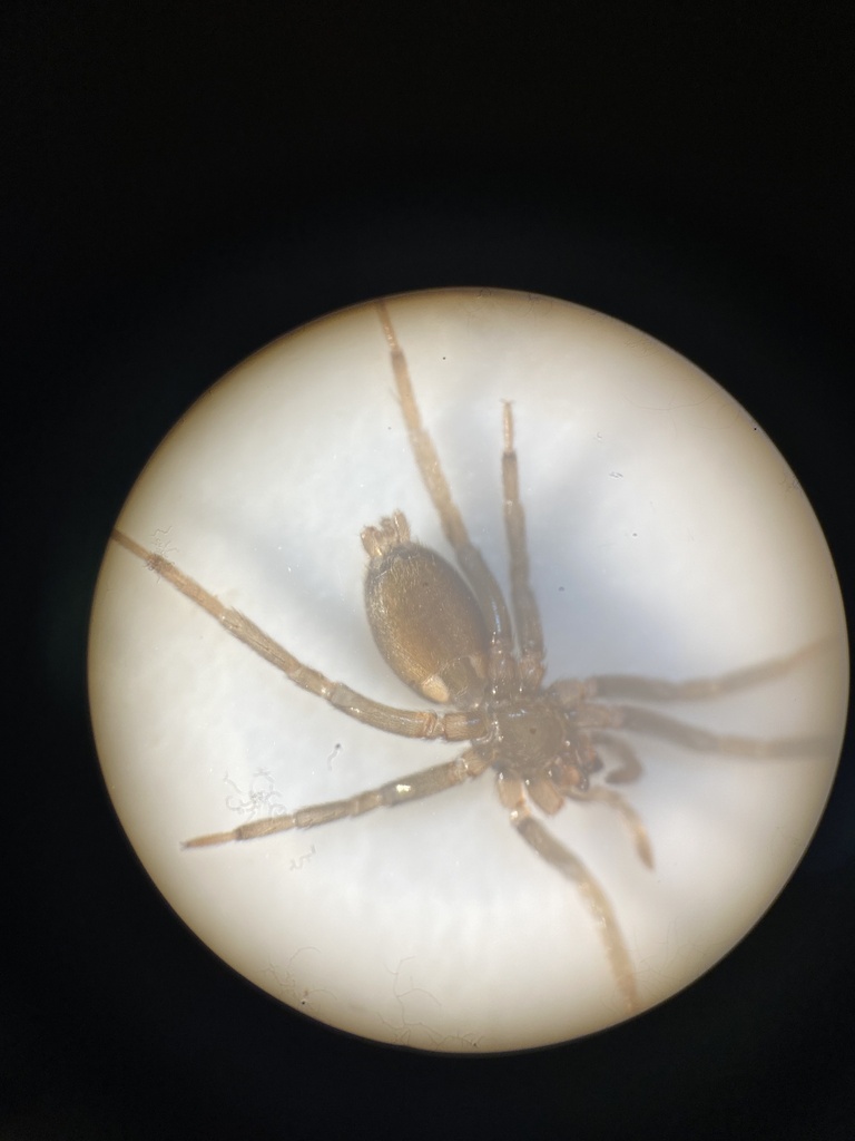 Spiders from Mera, EC-PA, EC on May 1, 2025 at 10:53 PM by ...