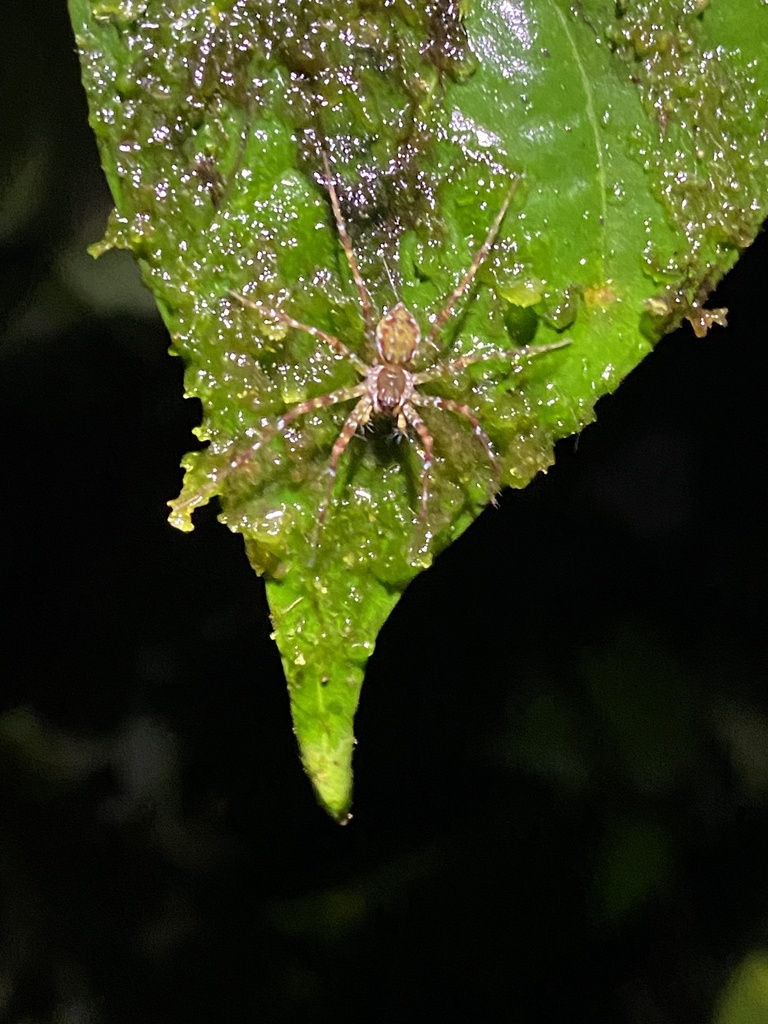 Wolf Spiders and Allies from Mera, EC-PA, EC on May 1, 2025 at 09:17 PM ...