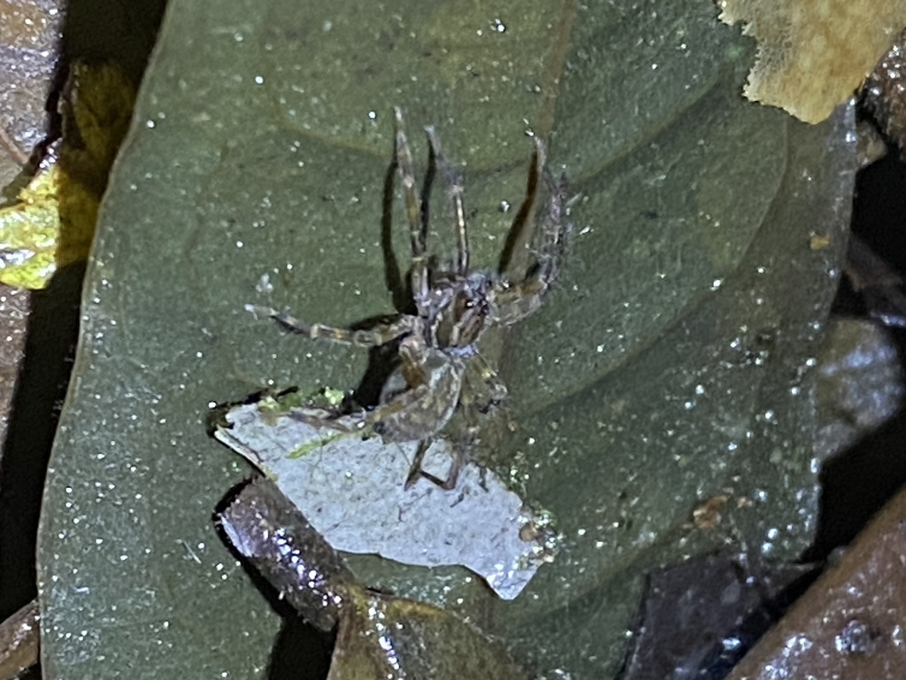 Wandering Spiders from Mera, EC-PA, EC on May 1, 2025 at 09:07 PM by ...