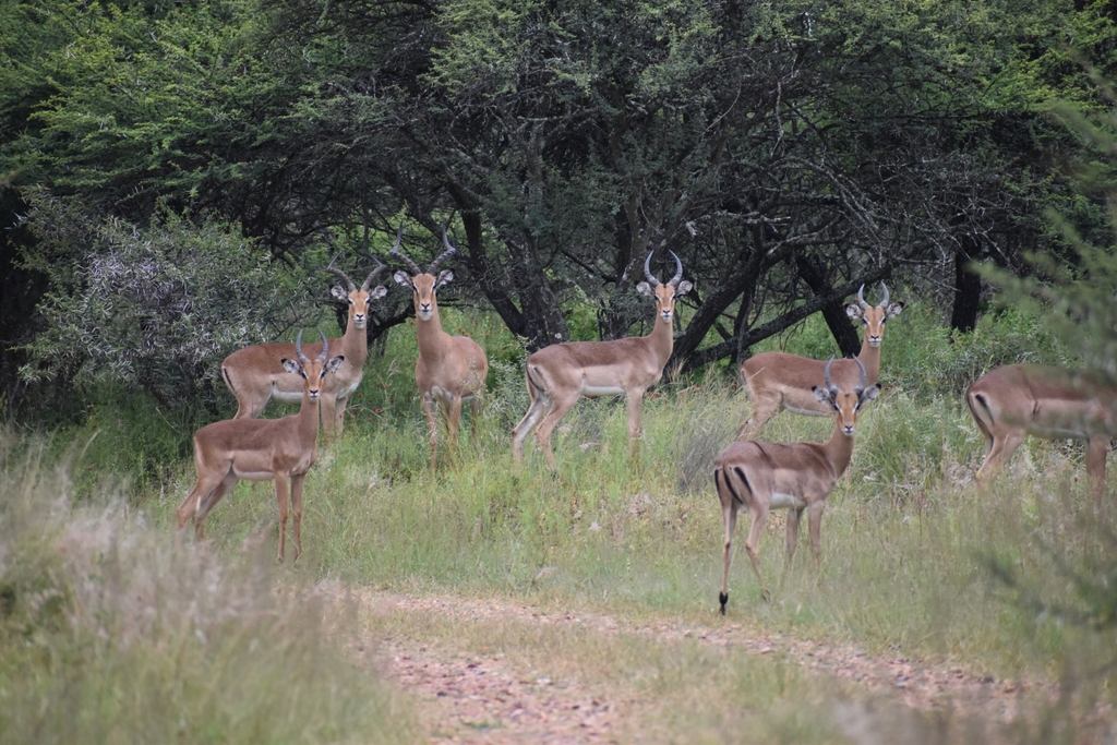 Common Impala from Polokwane, South Africa on February 15, 2025 at 10: ...