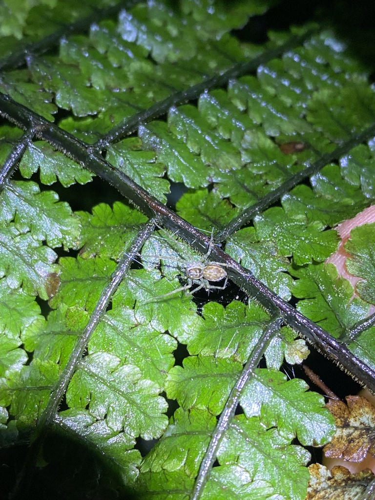 Wolf Spiders from Mera, EC-PA, EC on May 1, 2025 at 08:56 PM by ...