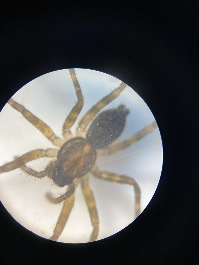 Wolf Spiders from Mera, EC-PA, EC on May 1, 2025 at 08:47 PM by ...